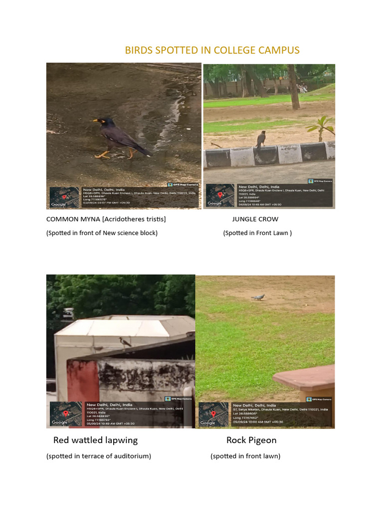 Birds Spotted in College Campus | PDF | Science & Mathematics