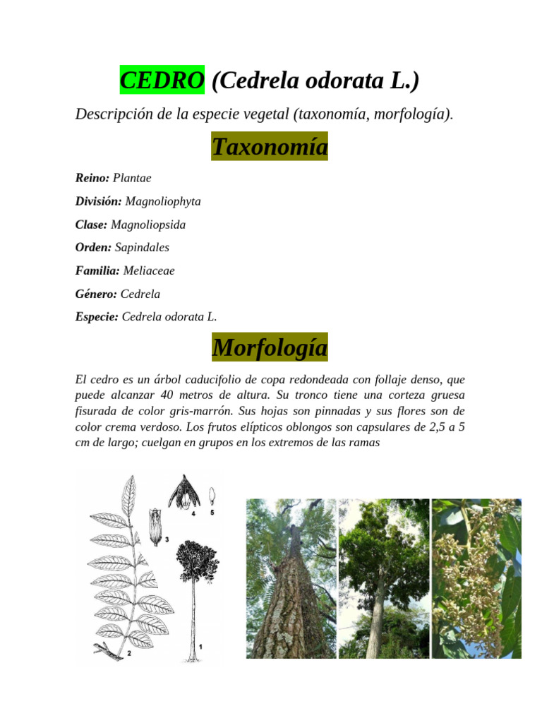 CEDRO | PDF