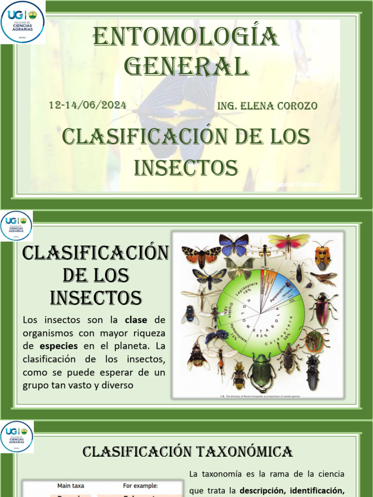 Clasificación Taxonómica de Insectos | PDF | Insectos | Taxonomía ...