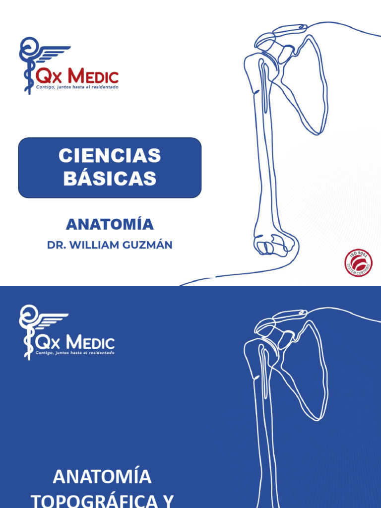 CCBB Anatomía Pi24 | PDF