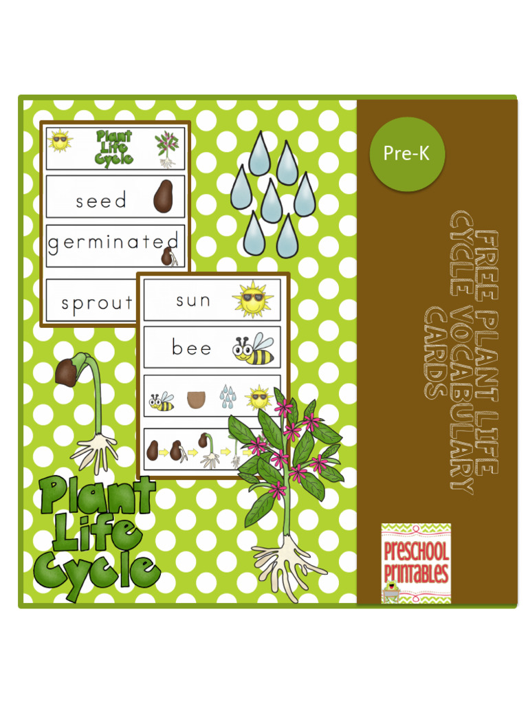 Pre-K Plant Life Cycle Vocabulary Cards | PDF