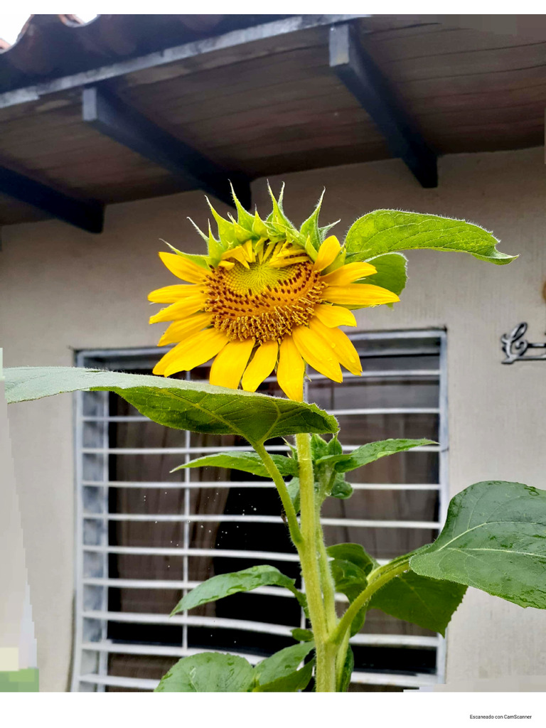 Flor Girasol, Barina - Venezuela | PDF