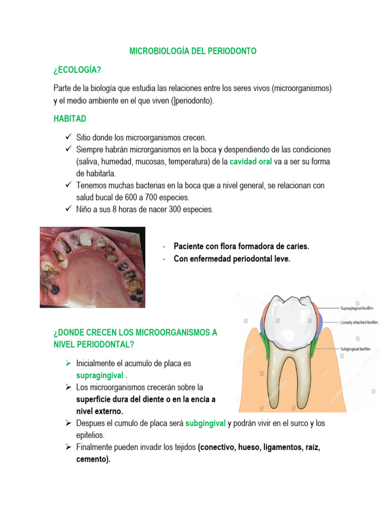 Microbiología Del Periodonto | PDF | Inflamación | Anticuerpo