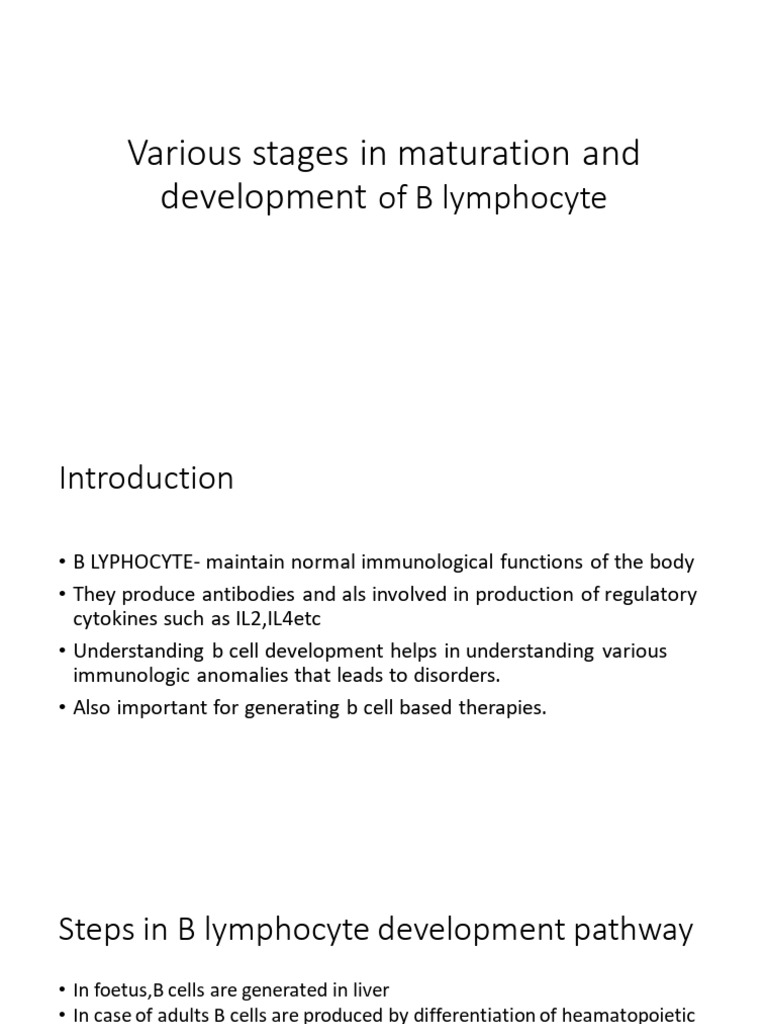 Stages of B Cell Maturation Explained | PDF | B Cell | Lymphocyte