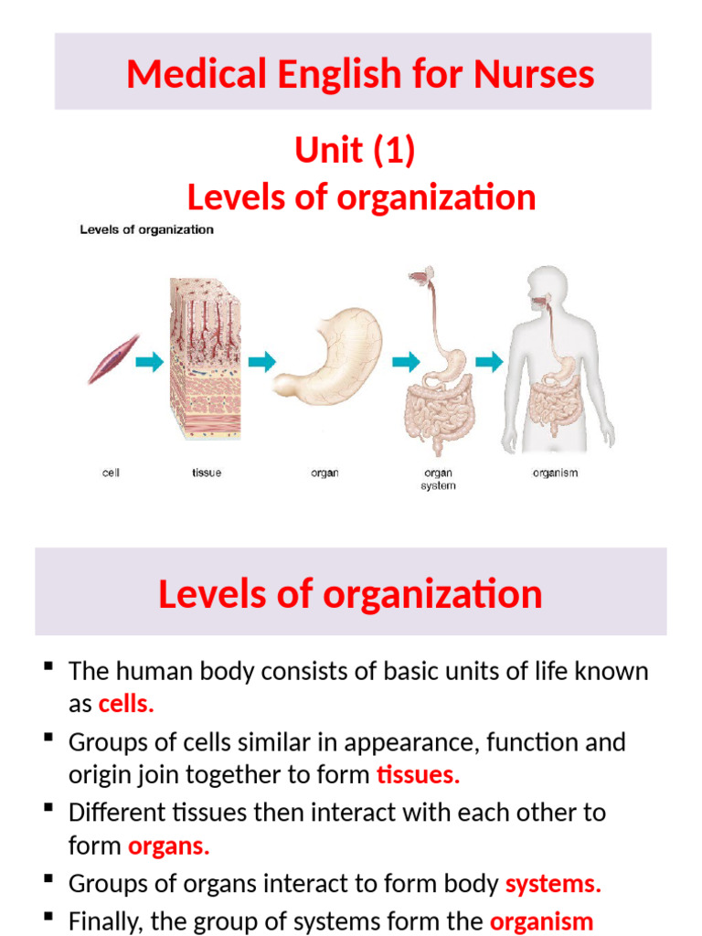 Medical Terminology 1 | PDF | White Blood Cell | Bone