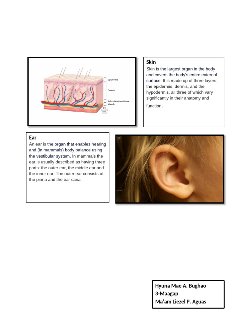 Overview of Human Sense Organs | PDF | Ear | Senses