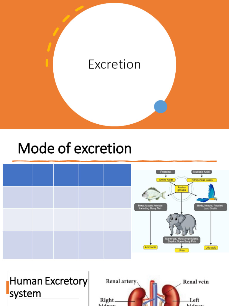 excretion | PDF | Kidney | Urination