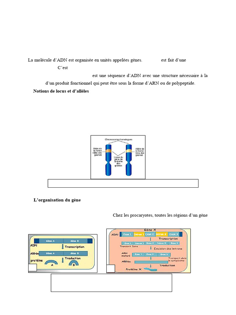 Schéma et fonction d'un gène | PDF | Gène | Répertoire national des ...