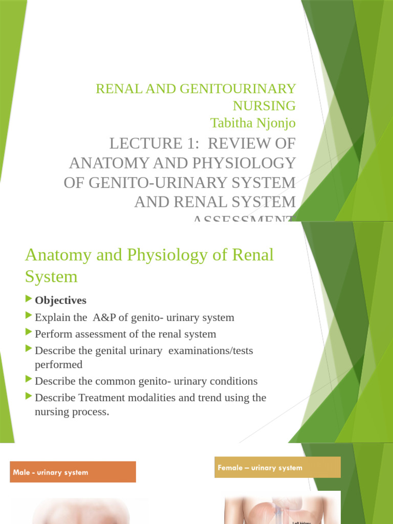 Review of Anatomy and Physiology of Genito-Urinary System and Renal ...