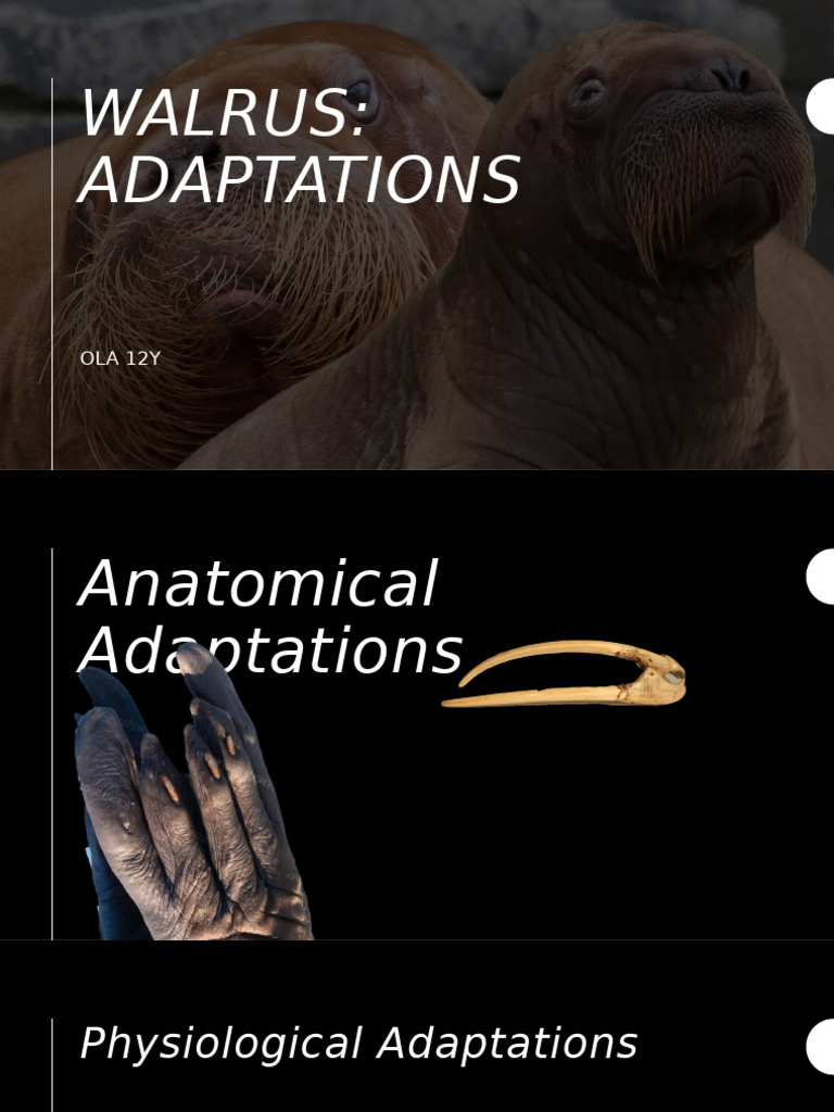 Walrus Presentation | PDF