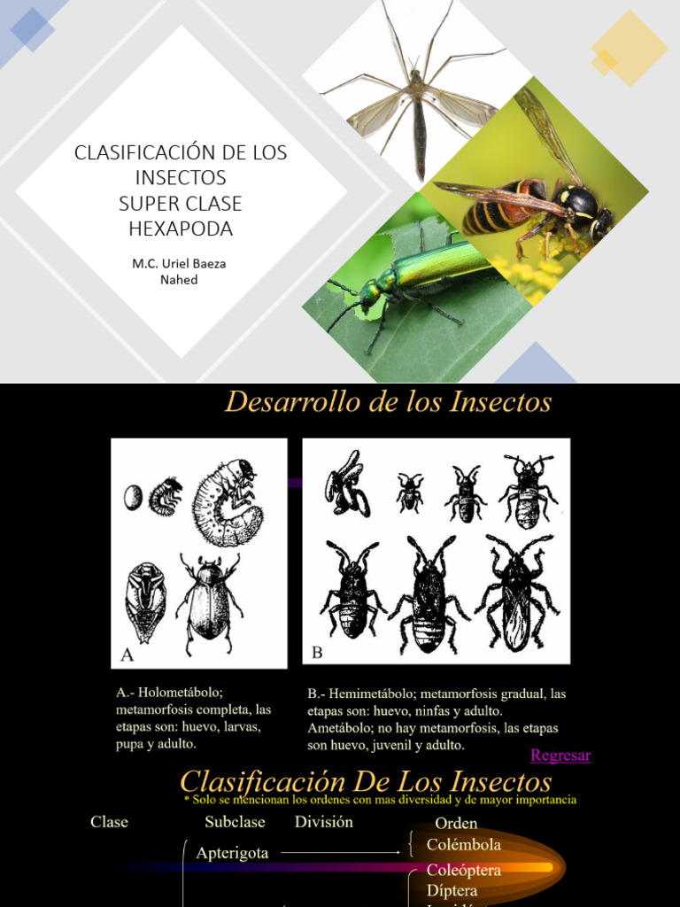 Clasificación de Los Insectos | PDF
