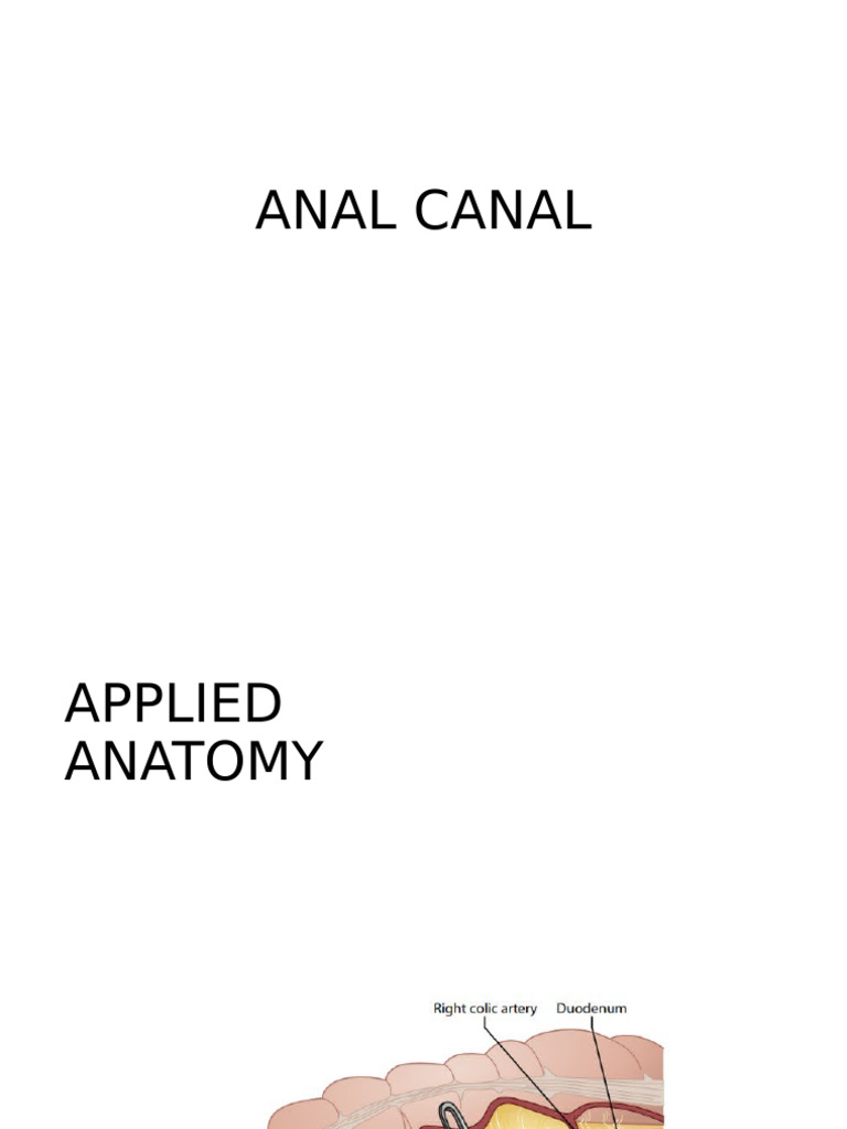 Anal Canal | PDF | Vein | Rectum