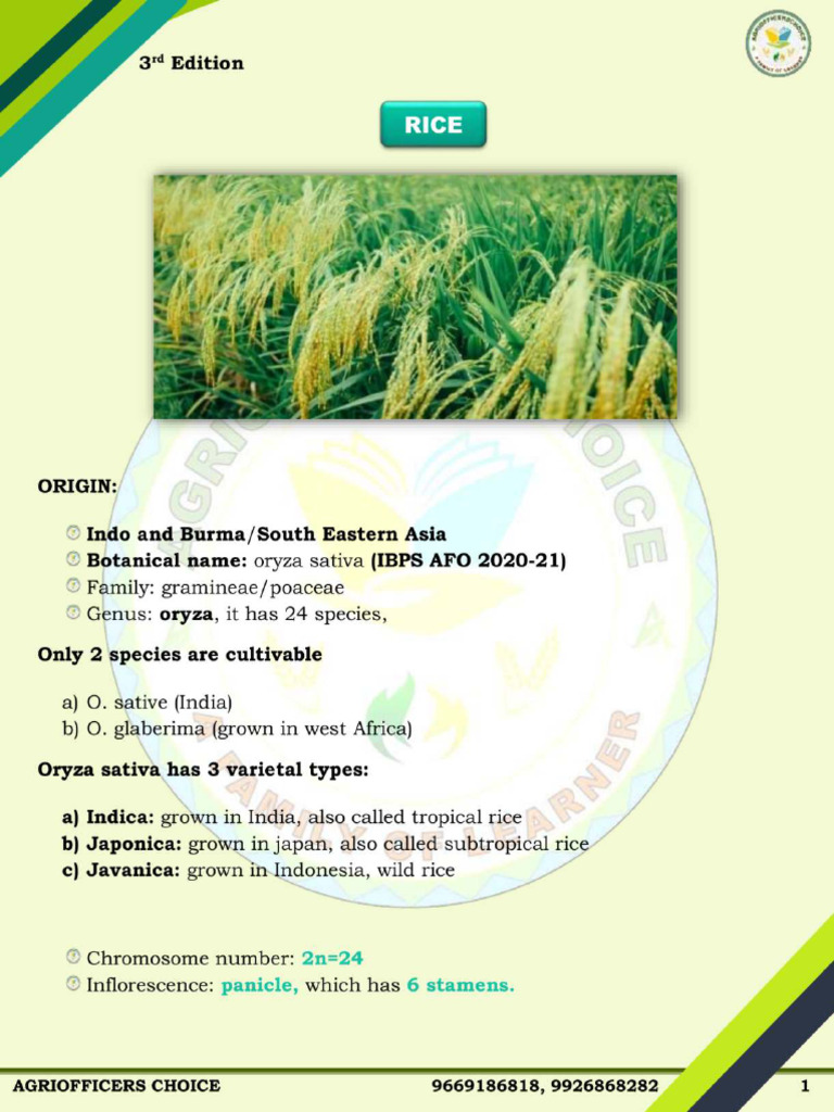 Rice | PDF