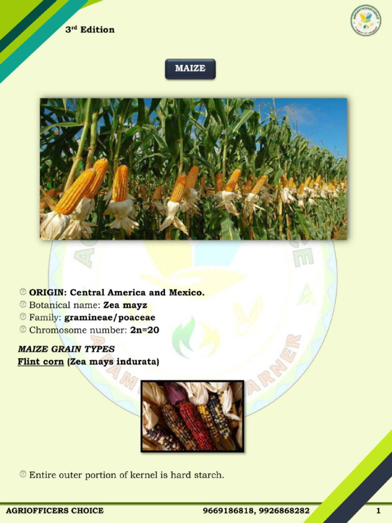 Maize | PDF