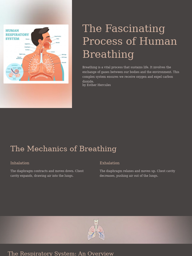 The Fascinating Process of Human Breathing | PDF | Lung | Breathing