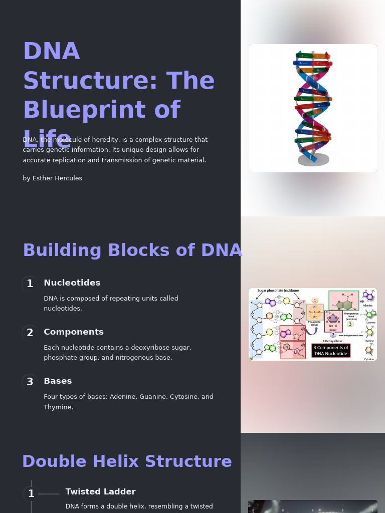 DNA Structure The Blueprint of Life | PDF