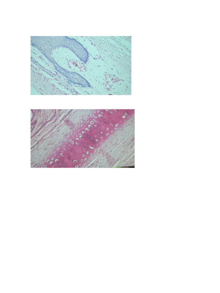 Andrea Cotito Repaso de Histo 2 | PDF