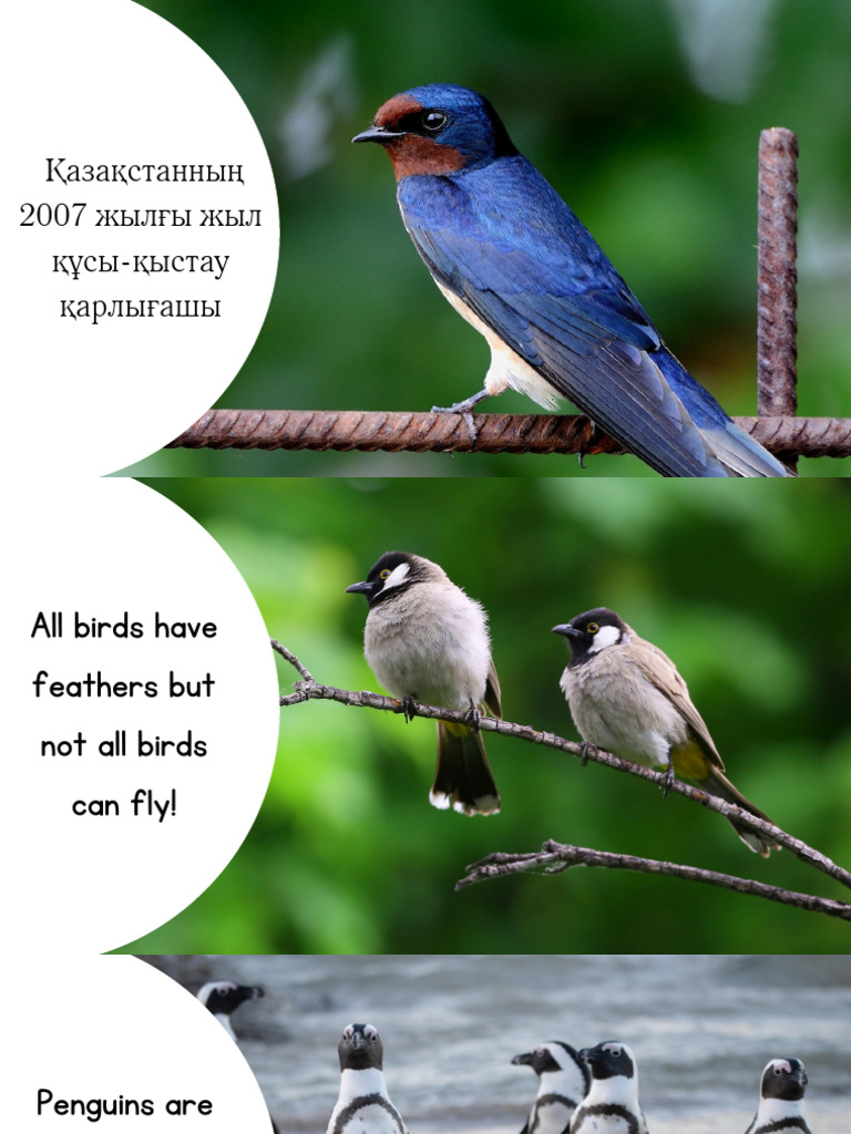 Fun Facts About Birds Presentation in Colorful Realistic Style | PDF ...