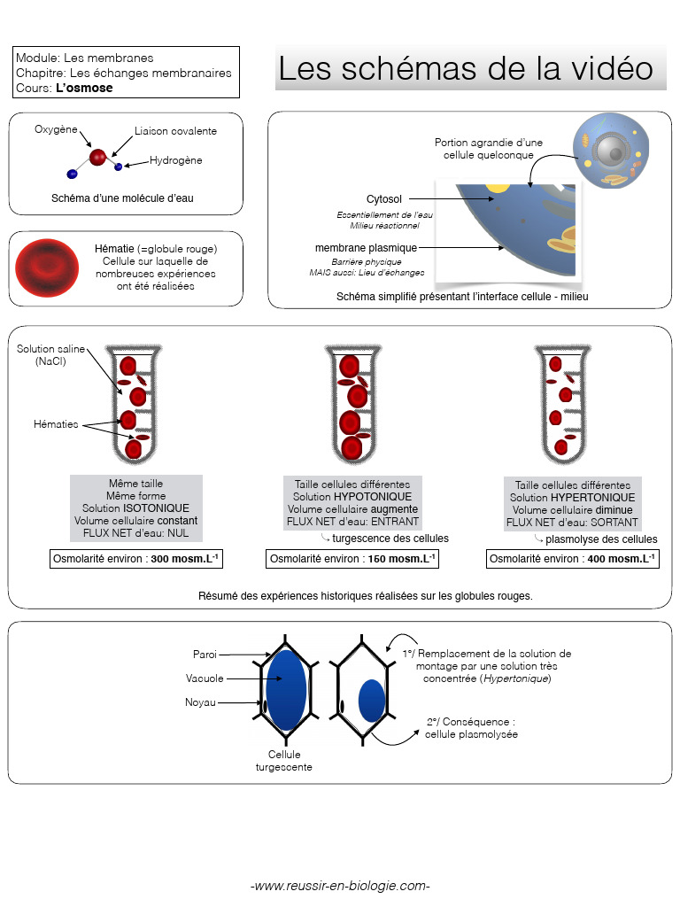 Schémas de l'osmose cellulaire | PDF | Osmose | Membrane cellulaire