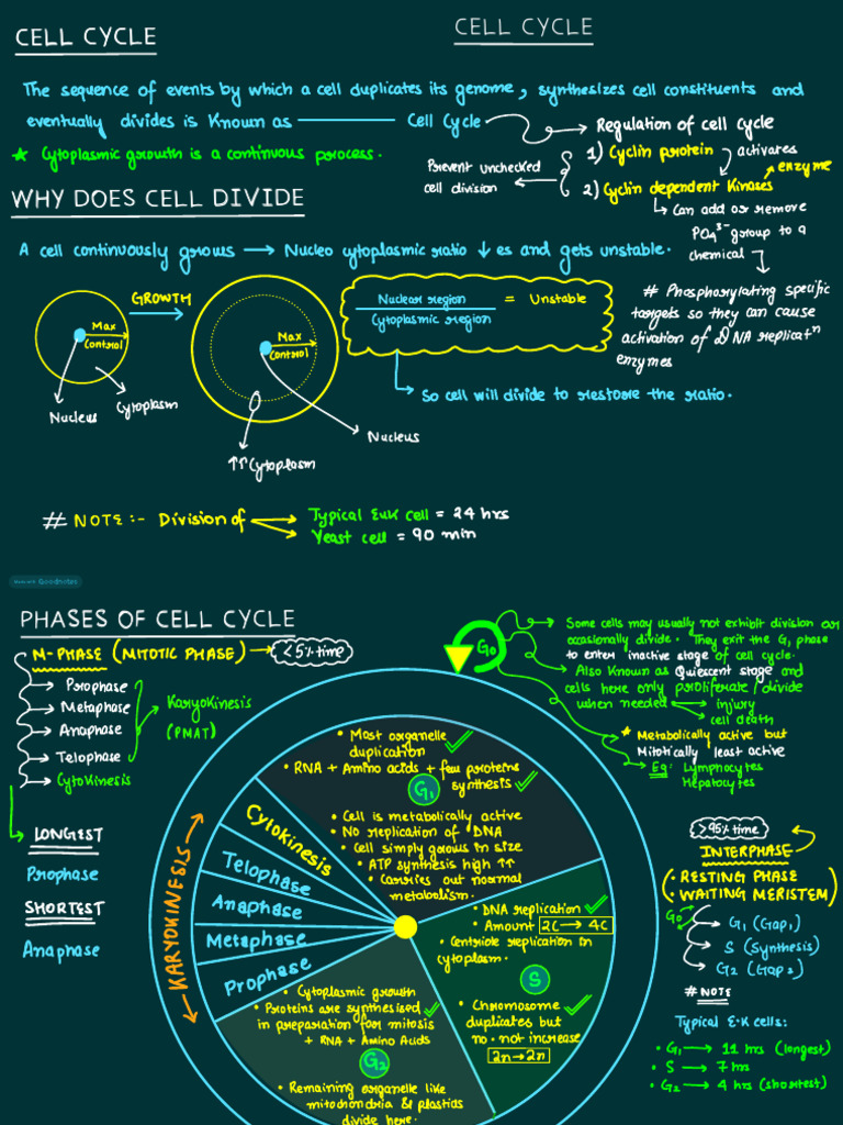 Understanding the Cell Cycle Phases | PDF | Cell Cycle | Mitosis