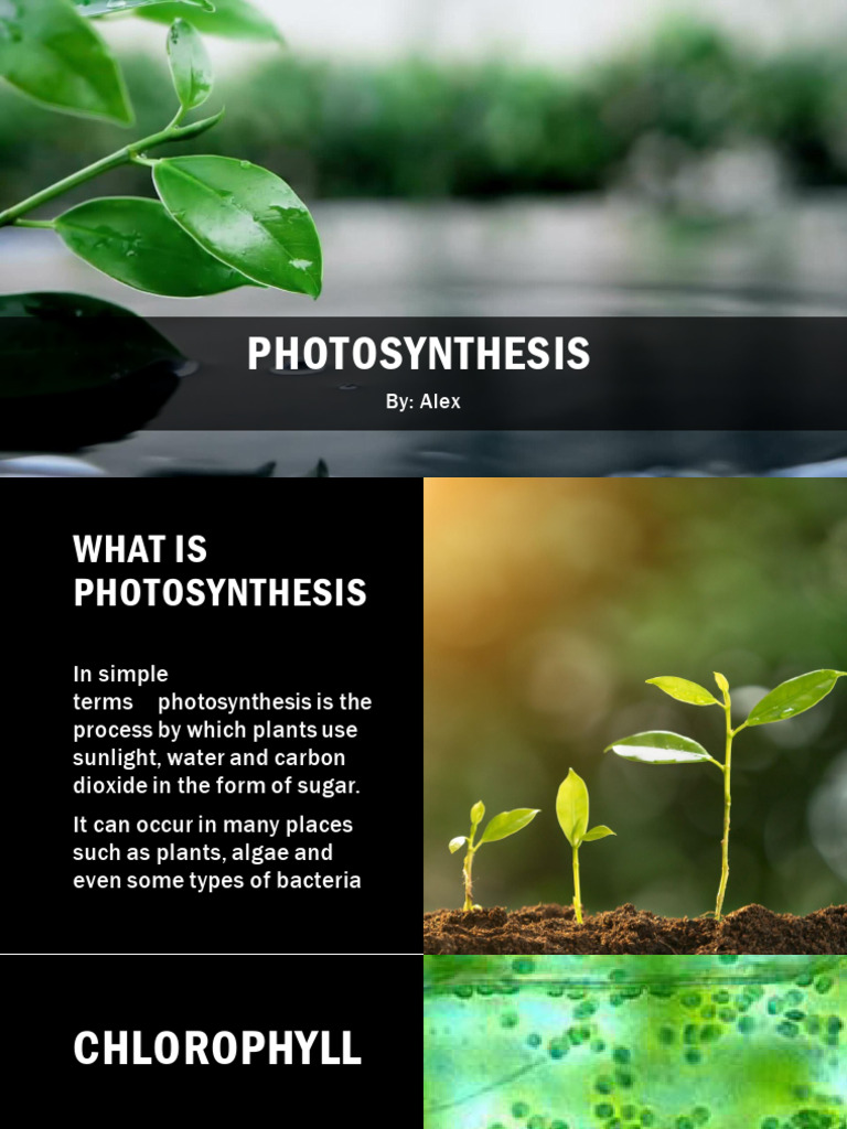 Photosynthesis (1) | PDF | Photosynthesis | Plants