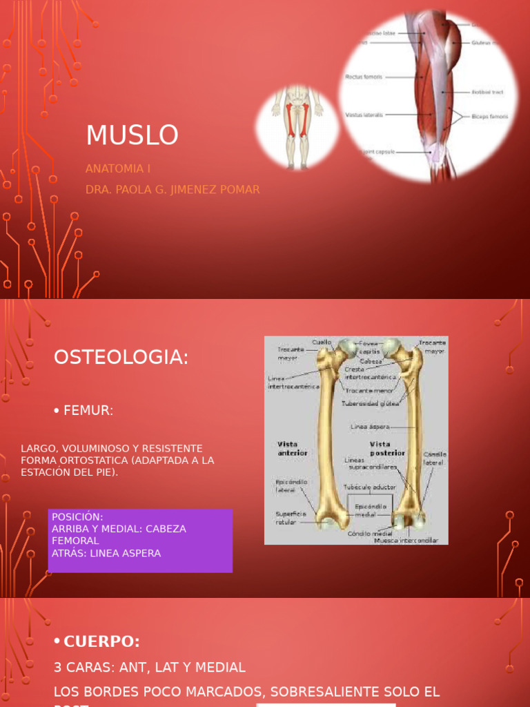 Muslo | PDF | Rodilla | Anatomía humana