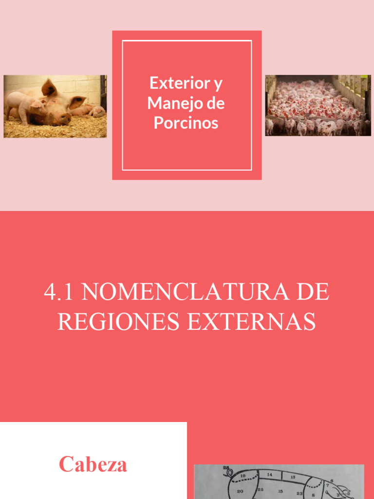 Puercos | PDF | Diente