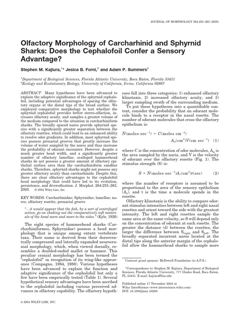 Journal of Morphology - 2004 - Kajiura - Olfactory Morphology of ...