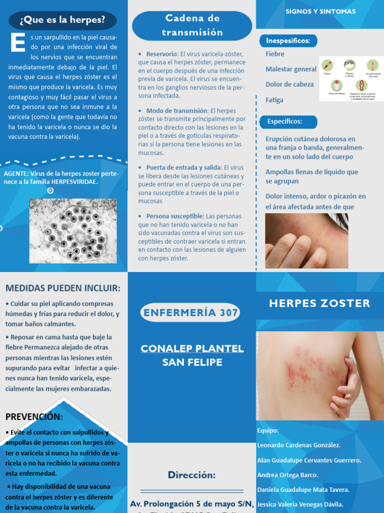 Triptico Herpes | PDF | Virus | Microbiología