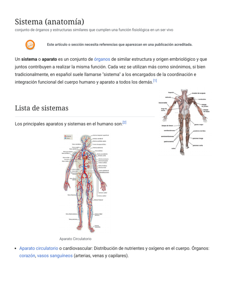 Sistemas y Aparatos del Cuerpo Humano | PDF