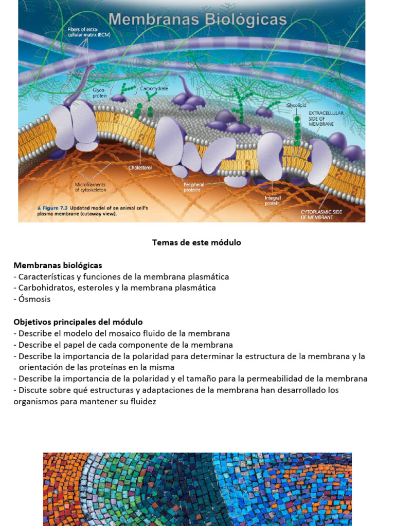 Membranas Biológicas y Ósmosis - 22042024 | PDF | Membrana biológica ...
