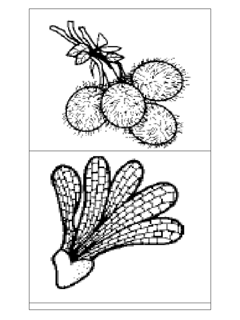Pencaran Biji Benih Kumpulan | PDF