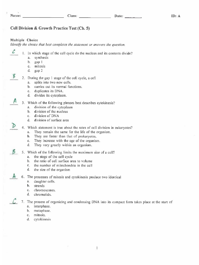 Cell Division Growth Practice Test Key | PDF
