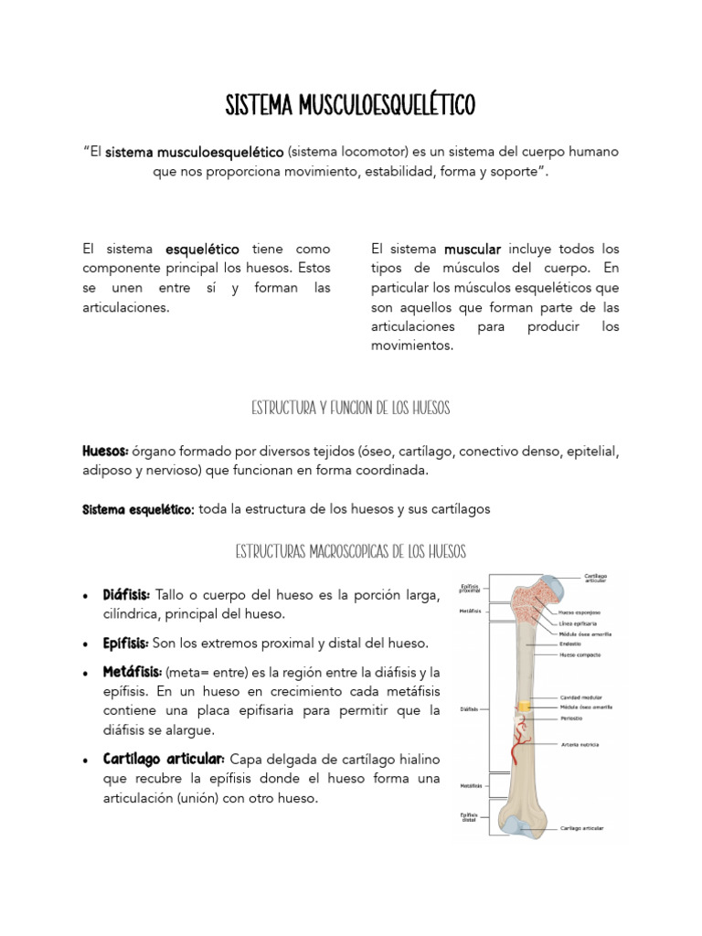 Sistema Musculoesquelético Y Cardiovascular Pdf Hueso Artería