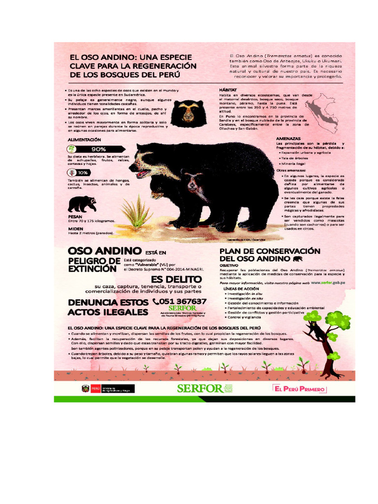 Infografia Del Oso Andino | PDF