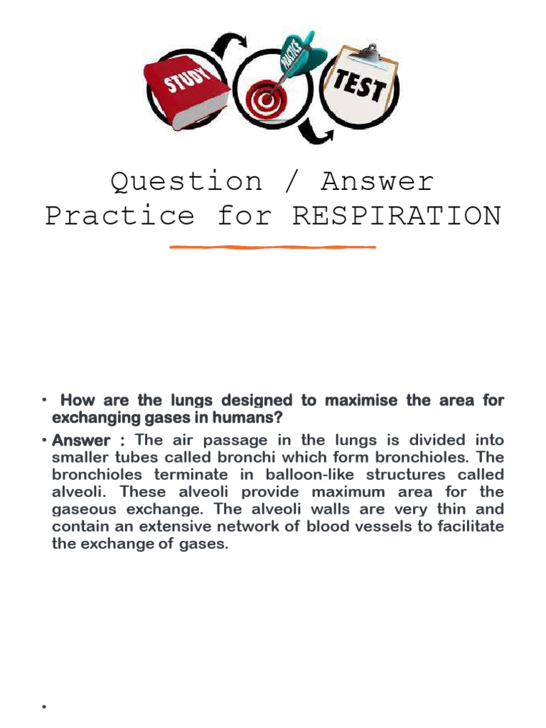 Q A Practice Respiration | PDF | Respiratory System | Cellular Respiration