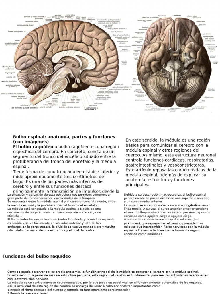 MEDULA | PDF | Médula espinal | Anatomía humana