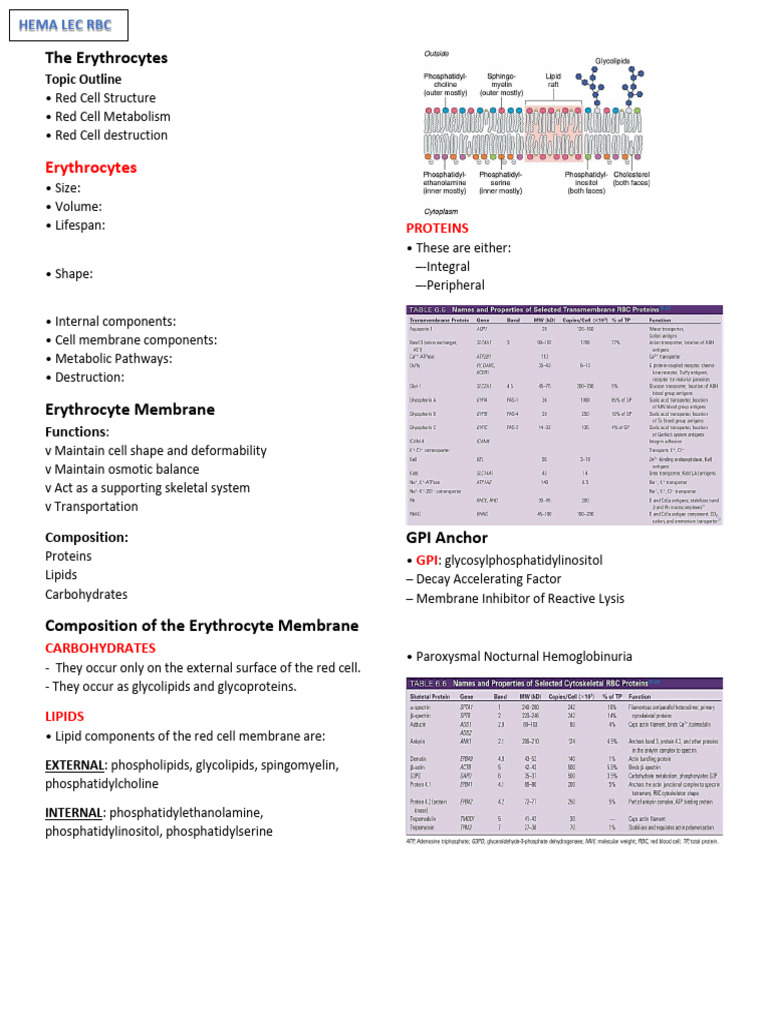 The Erythrocytes Pdf Red Blood Cell Cell Membrane