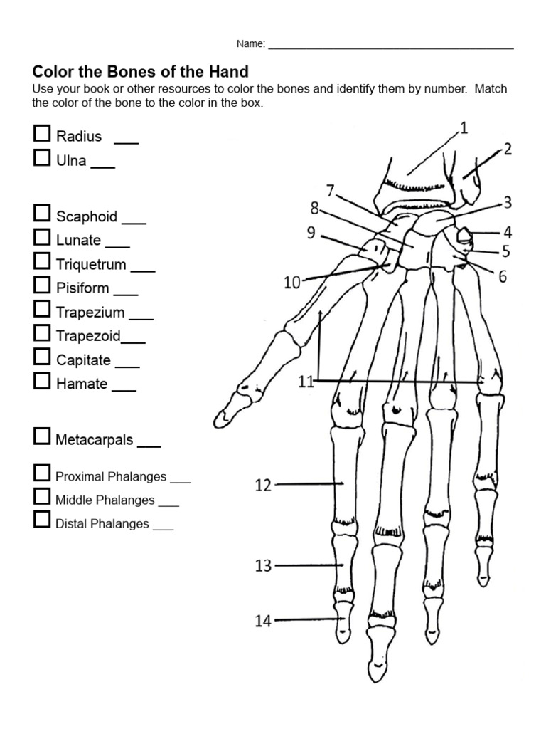 Color The Bones of The Hand | PDF