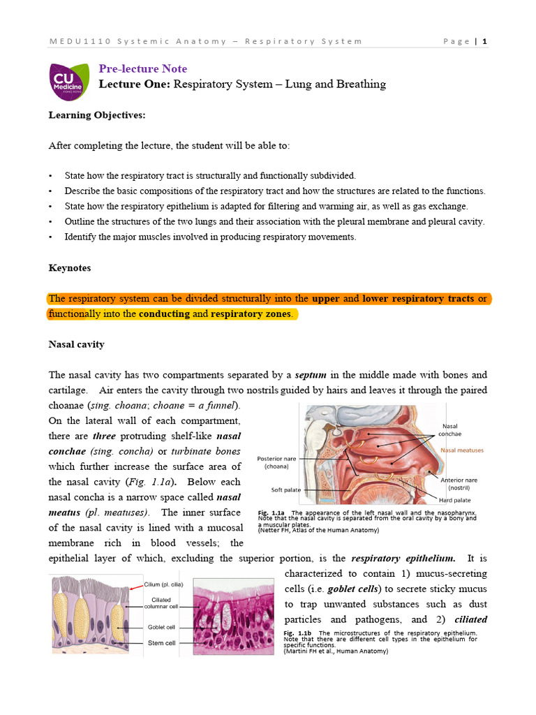 01 Prelecture Note - Respiratory System | PDF | Lung | Human Nose
