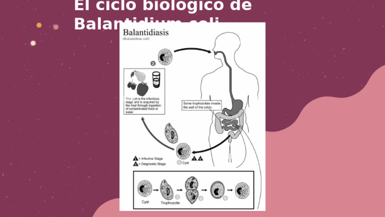 Ciclo Biologico | PDF