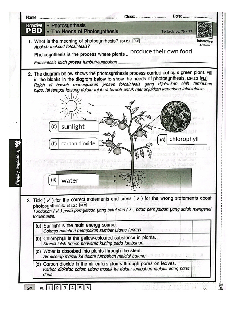 Activity Book SC Y4 PLANTS | PDF