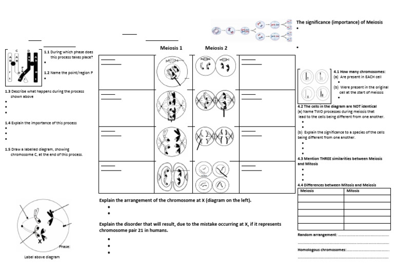 12.1 Meiosis One Pager | PDF | Meiosis | Ploidy