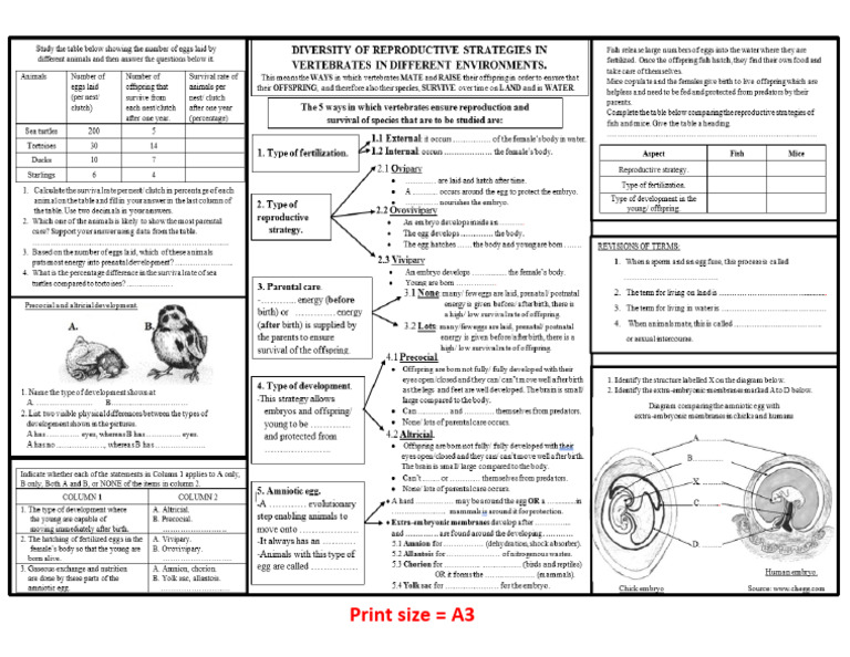 1.1 Reproduction in Vertebrates ONE PAGER | PDF