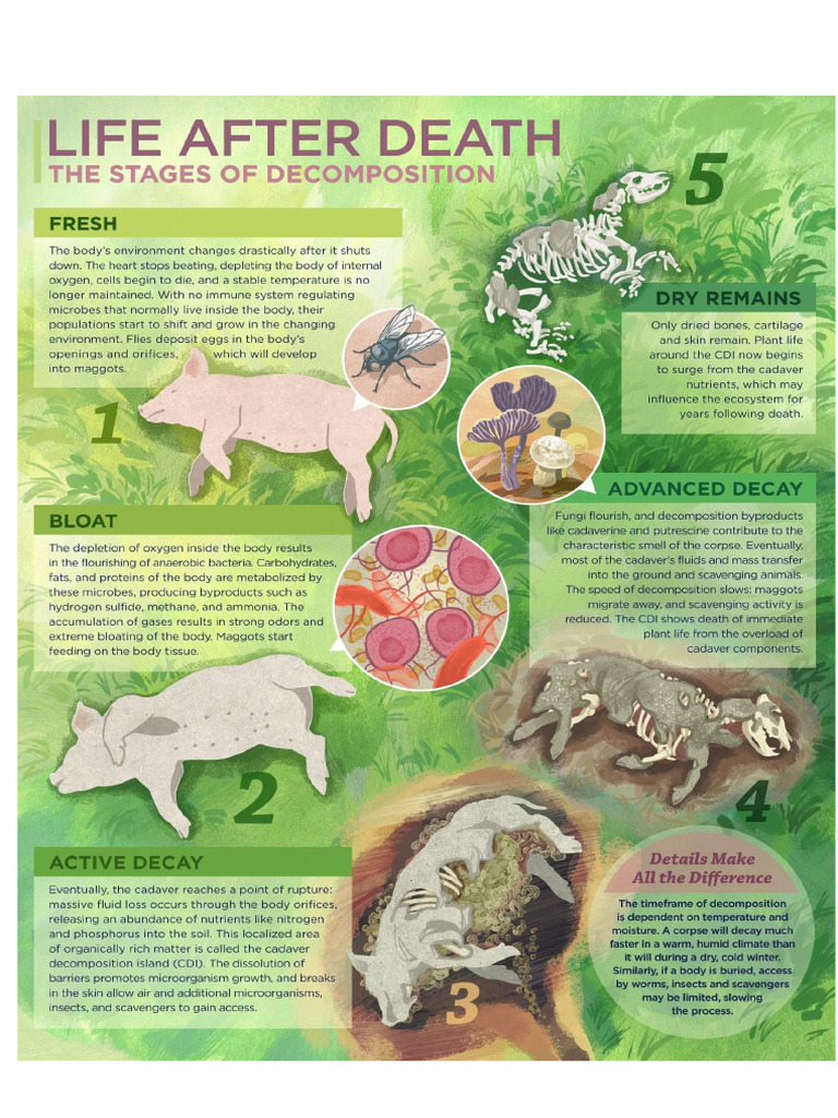 Extent of Decomposition | PDF