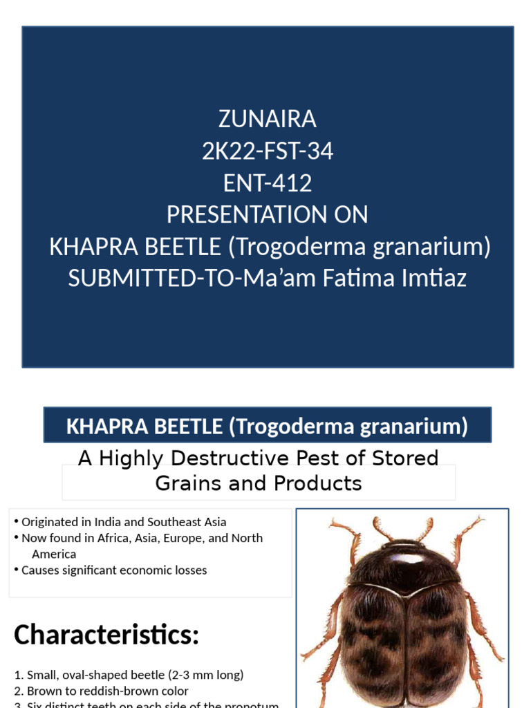 Khapra Beetle: Characteristics & Impact | PDF