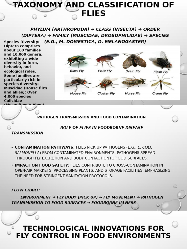 Phylum (Arthropoda) Class (Insecta) Order (Diptera) Family (Muscidae ...