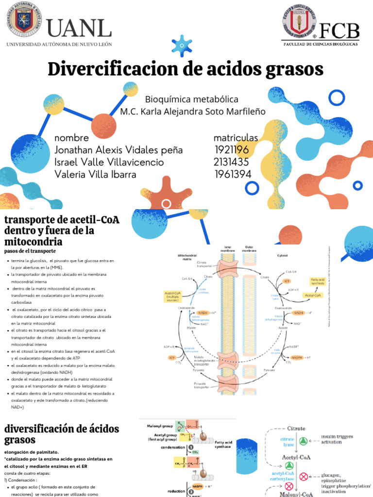 Diversificación Ácidos Grasos | PDF | Ácido graso | Mitocondria