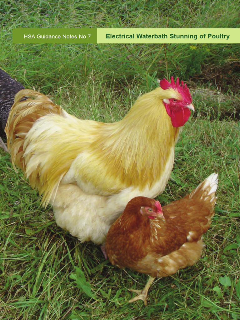 Poultry Stunning Guide for Operators | PDF | Animal Slaughter | Animal ...