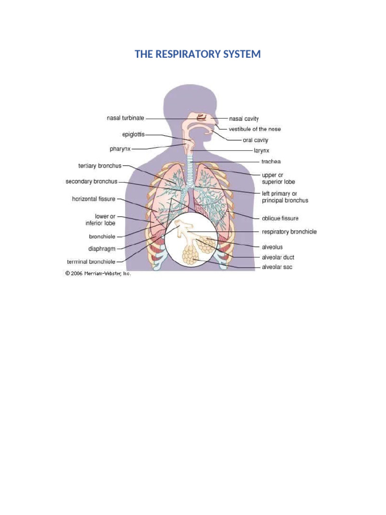 THE RESPIRATORY SYSTEM | PDF | Respiratory System | Larynx